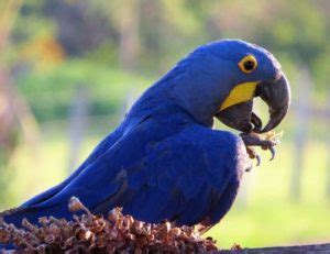 Arara Azul características espécies e extinção Blog do Stoodi