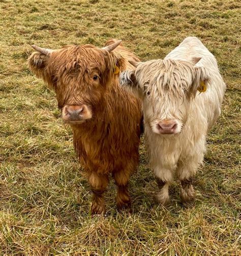 Mini Highland Cattle Farming Raising Miniature Cattle With Cost And