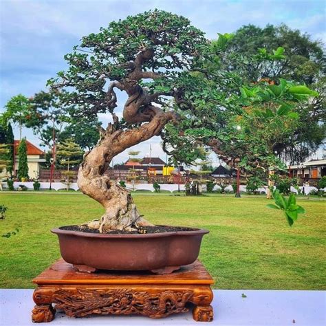 Pin Oleh Bagus Wijaya Di Bonsai Insp 2022