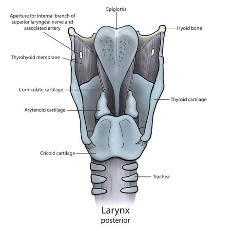 Label The Structures Of The Larynx
