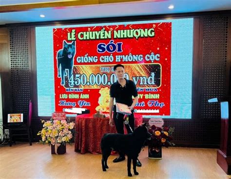 Tìm hiểu về hình ảnh chó mông cộc và đặc điểm nổi bật