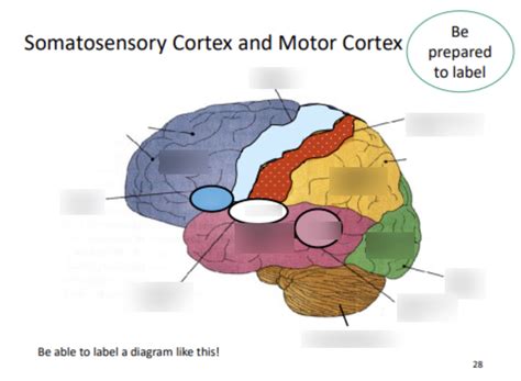 Brain Diagram Diagram Quizlet