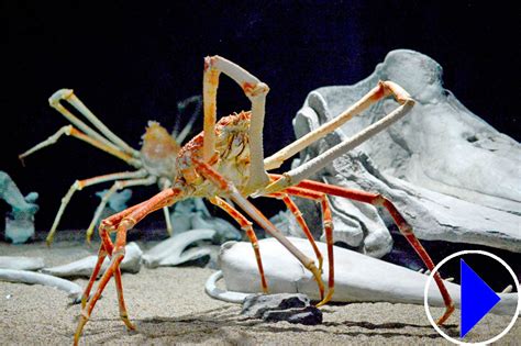 Japanese Spider Crab Live Streaming Webcam Monterey Bay Aquarium