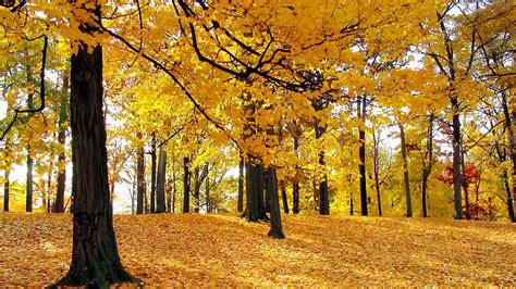 Full HD Tree Wallpapers Top Free Full HD Tree Backgrounds