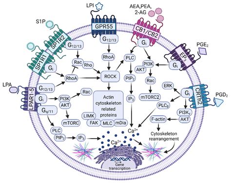 Signaling Pathways Activated By Bioactive Lipids To Induce Migration In