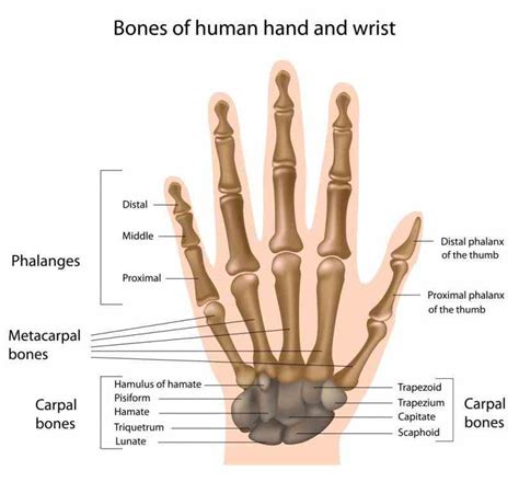 Clinical Sign Of Scaphoid Fracture Tenderness In Anatomical Snuffbox