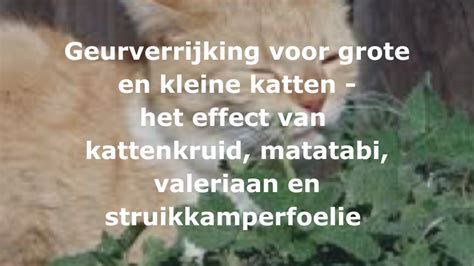 Geurverrijking Voor Grote En Kleine Katten Het Effect Van Kattenkruid