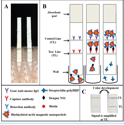 Figure 1 From Development Of A Highly Sensitive Magneto Enzyme Lateral