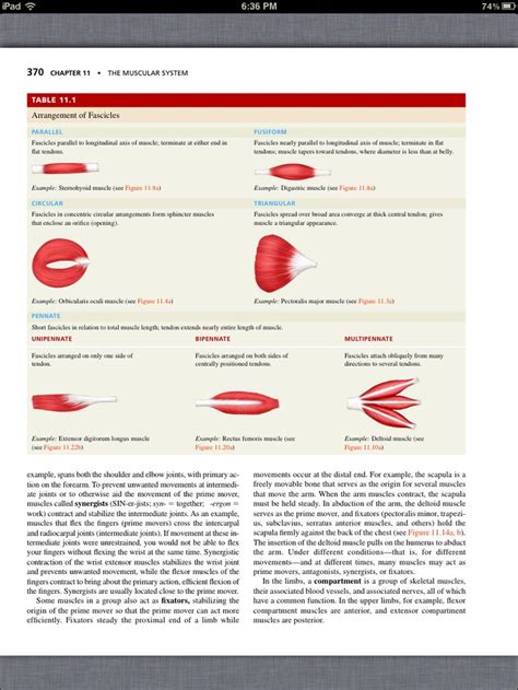 Principles Of Anatomy And Physiology Chapter 11 The Muscular System