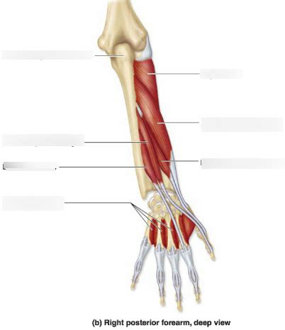 Deep Muscles Of The Posterior Forearm Diagram Quizlet