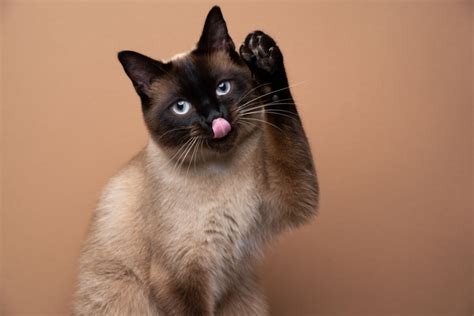 8 raças de gato mais populares no Brasil Jovem Pan