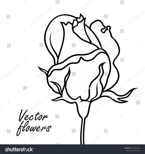 Rose Line Art Vector Hand Drawn Stock Vector Royalty Free