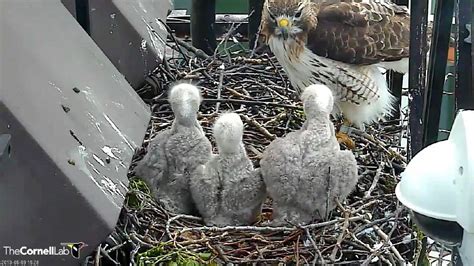 Red Tail Hawk Nest Size