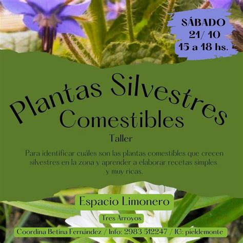 Tres Arroyos Taller De Plantas Silvestres Comestibles