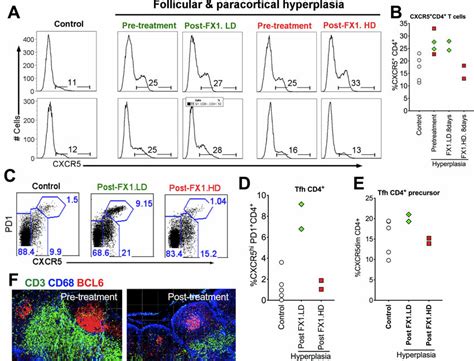 BCL6 BTB Inhibitor FX1 Treatment Reduced The Frequency Of Lymphoid