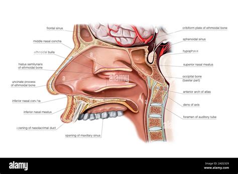 Ilustración de la parte superior del tracto respiratorio de la cavidad