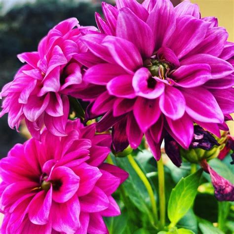 Monica On Instagram Dalias Hermosas Que Alegran Con Su Color El