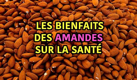 Les bienfaits des amandes pour la santé Tout savoir