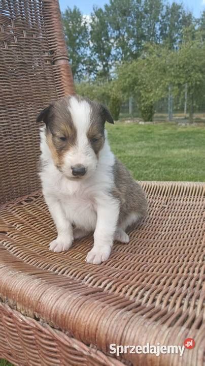Owczarek Szkocki Collie Szczeniaki Olesno Sprzedajemy Pl