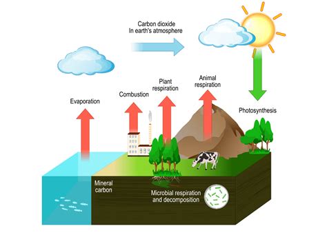 CARBON HỮU CƠ JV Smart Future
