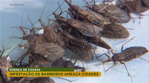 Doença de Chagas infestação de barbeiros ameaça grandes cidades