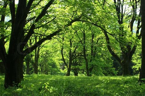 Sommer Wald mit grünem Gras und Bäumen Stock Bild Colourbox