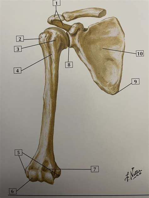 Anterior Humerus Scapula Diagram Quizlet