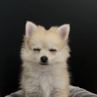 1 år gammal Pomeranian säljs av Sille från Malmö Skaffa Hund