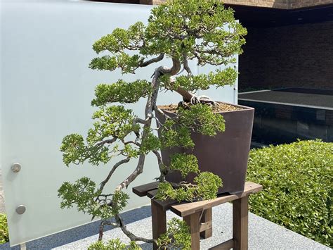 Bonsai Juniper Care The Ultimate Guide