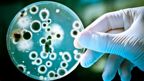 Todo Lo Que No Sab As Acerca De Las Bacterias La Neta Neta