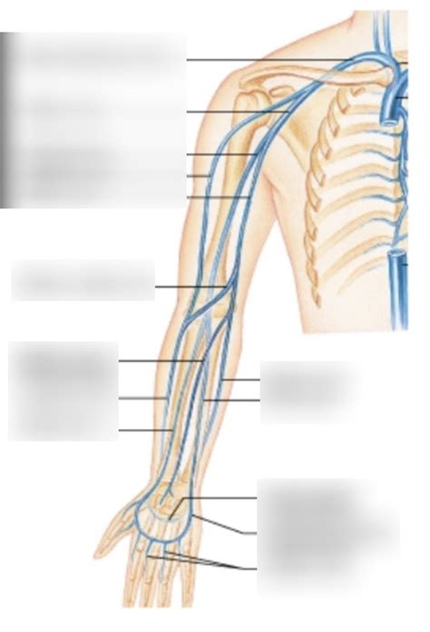 Veins Of The Arm Diagram Quizlet