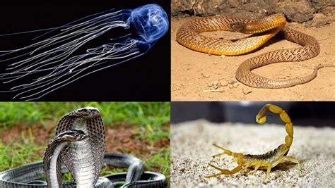 Top 10 Animais Mais Venenosos Do Mundo Site De Curiosidades