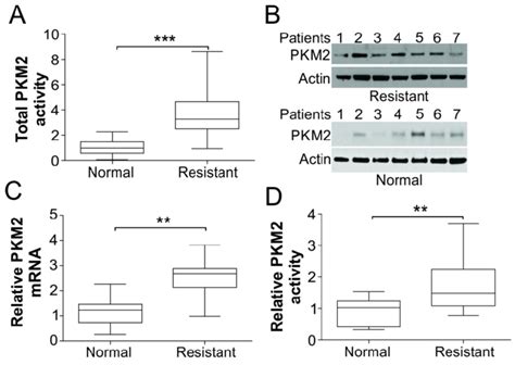 PKM2 Was Upregulated In Tumors Of Cisplatin Resistant BC Patients A