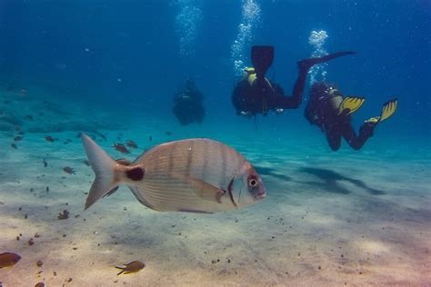 Mooiste Plekken Om Te Duiken Op Lanzarote Lanzarote Gids