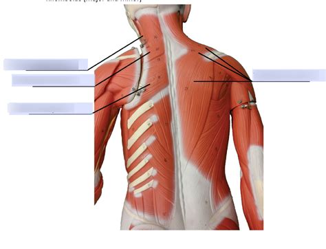 Muscles That Act About The Pectoral Girdle 1 Diagram Quizlet