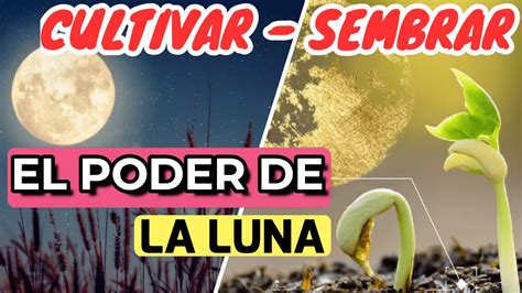 Por qué sembrar en luna menguante Beneficios para tu jardín