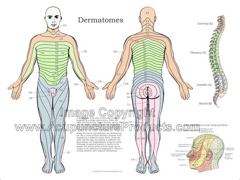 C Dermatomal Pattern Dermatomes Chart And Map