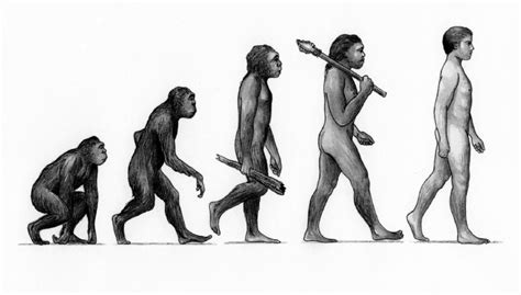 Evolution Of Man Illustrations Such As This Depicting The Stages