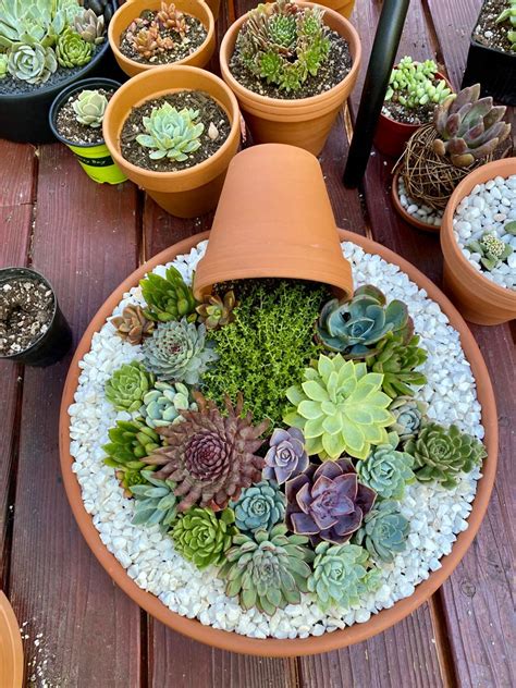 Cactos E Suculentas 3 Passos Essenciais Para Cuidar Dessas Plantas