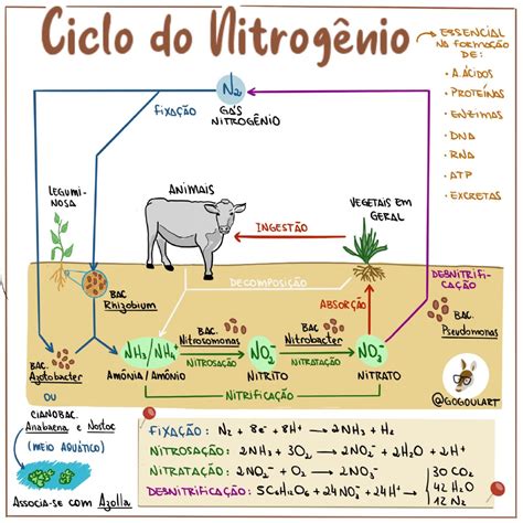 Ciclo Do Nitrog Nio Mapa Mental