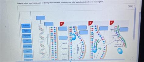 Solved Drag The Labels Onto The Diagram To Identify The Chegg