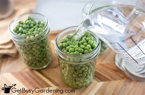 Mettre des pois en conserve facilement et en toute sécurité Guide