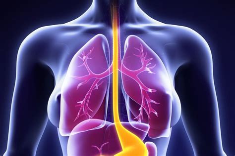 Esophagus Facts Functions Diseases Reflux Esophagitis Bad Cough