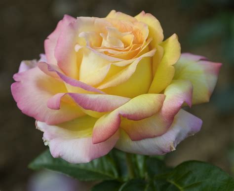 Pin On Rose Mme A Meilland Peace