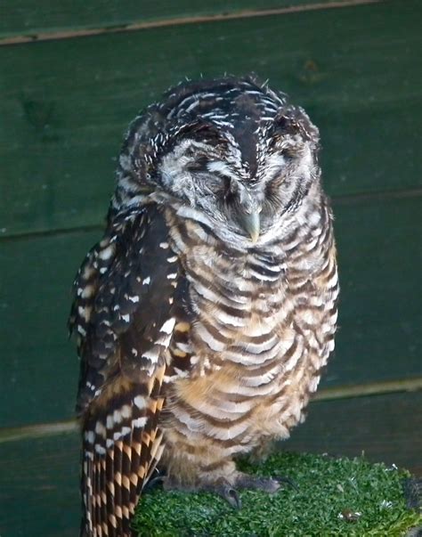 Rufous Legged Owl Peter Stubbs Flickr