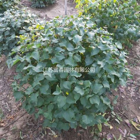 苗圃出售 紫丁香球 半球形丛生丁香花苗 绿化工程苗木庭院盆栽基地 种植厂家 产地报价单 江苏富春园林有限公司