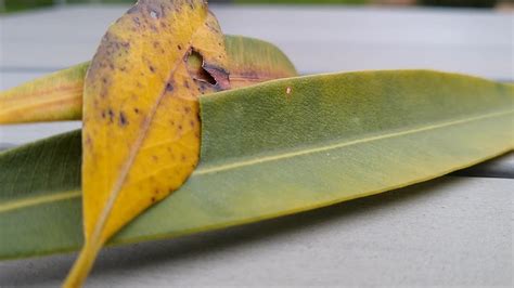 Oleander bekommt gelbe Blätter Was tun Ursachen Lösungen Blätter