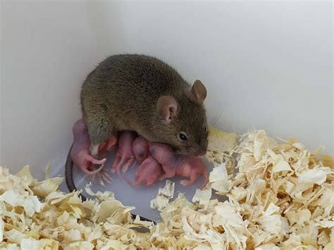How Close Are We To Asexual Reproduction In Humans Infobae