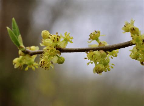 Northern Spicebush A Great Shrub For Birds And More North Carolina