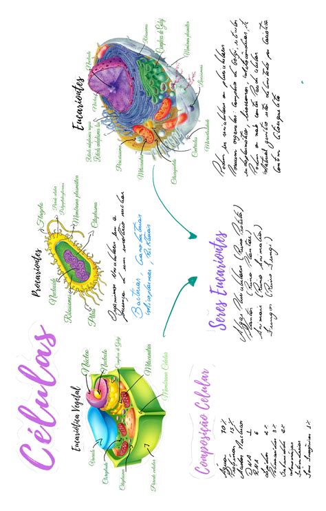 Mapa Mental De Biologia Celular Ologia Images The Best Porn Website